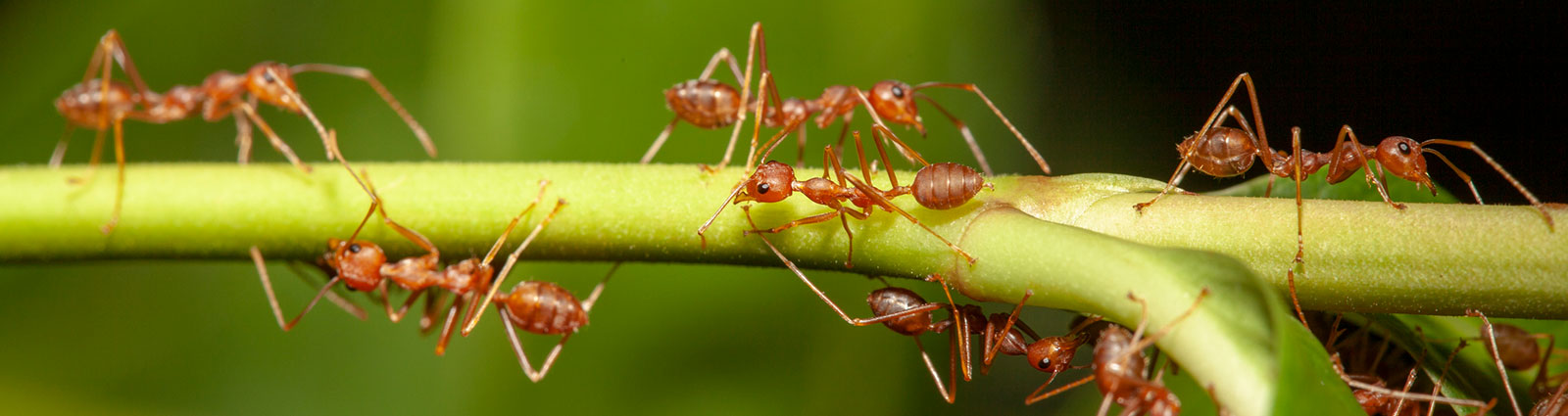 Common Ants in Pennsylvania