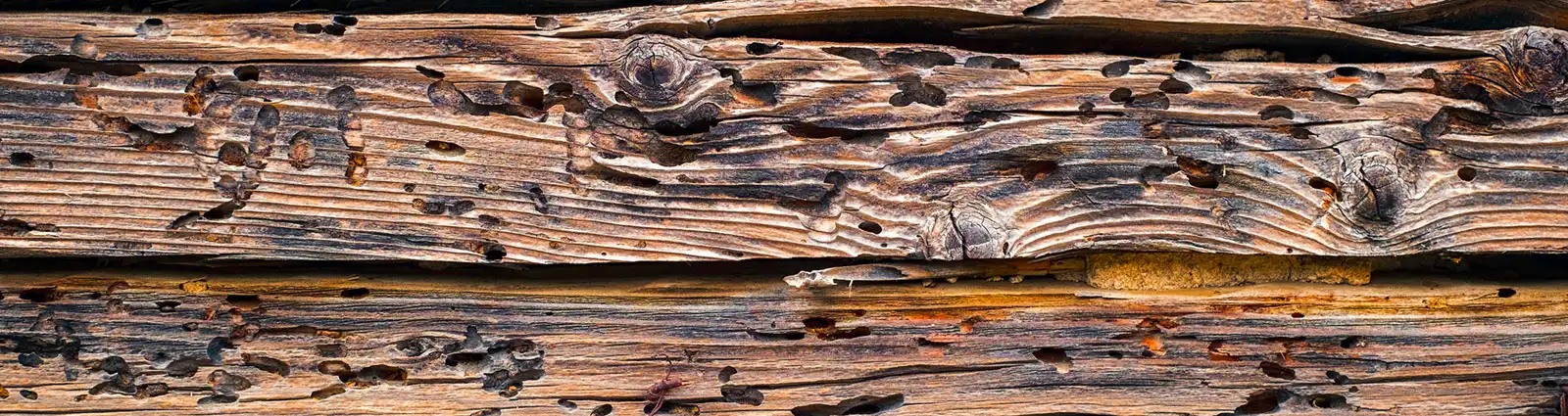 Termite Renewal Plan | Seitz Brothers