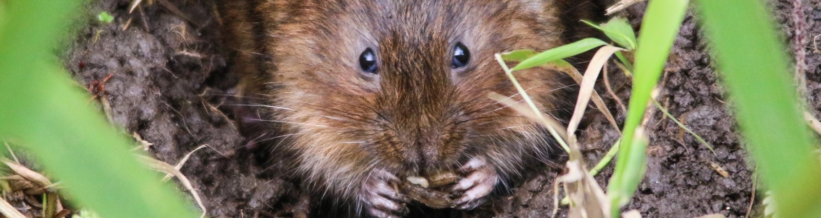 Vole Rodent