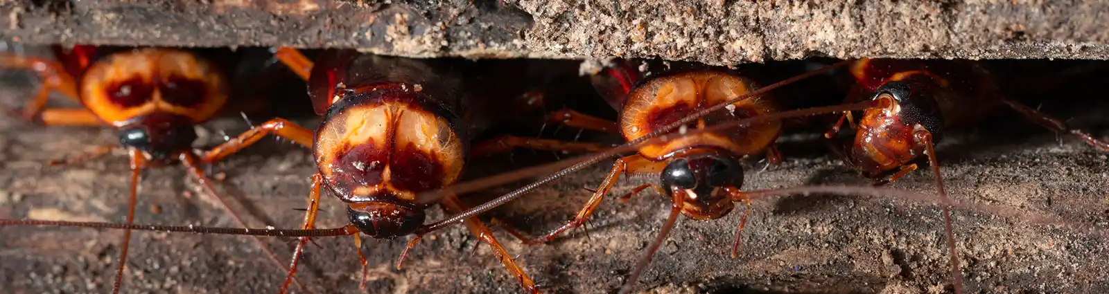 Cockroach Control | Roach Extermination Services | PA