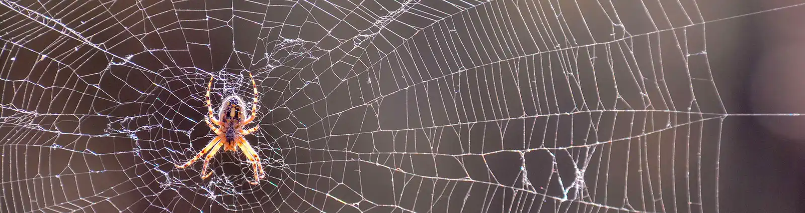 Spider Control | PA Exterminator | Seitz Brothers Pest Control