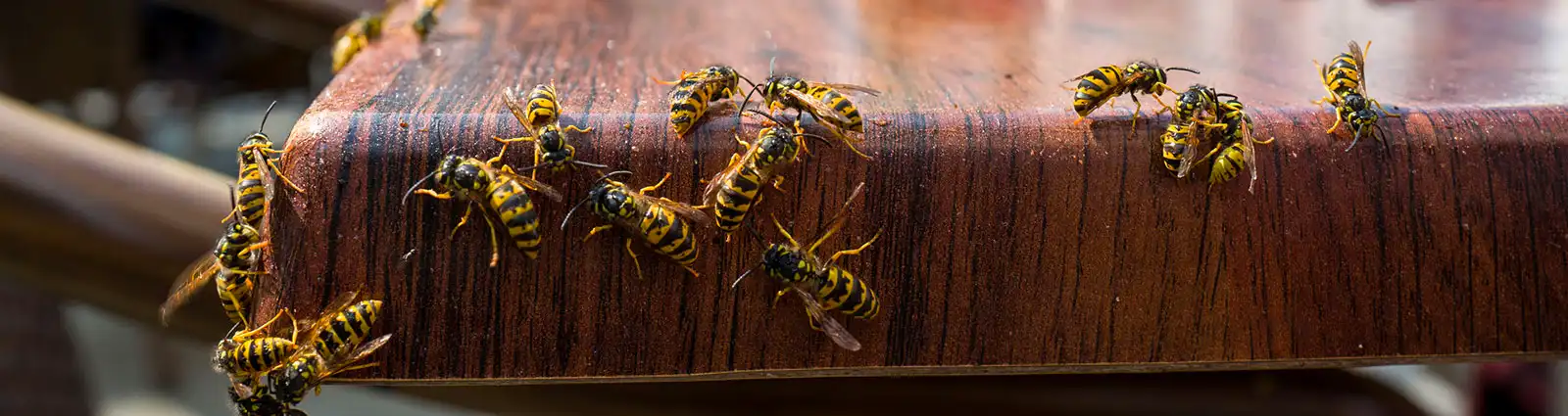 Wasp & Yellow Jacket Control | PA Exterminator | Seitz Bros.